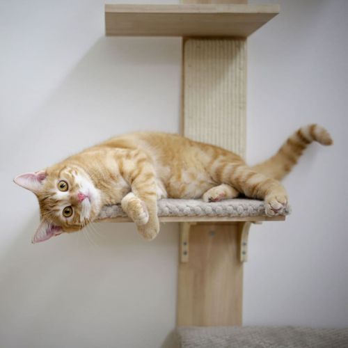Arbre à Chat Timber Wall 150 Cm Naturel Et Taupe - Chat BUT